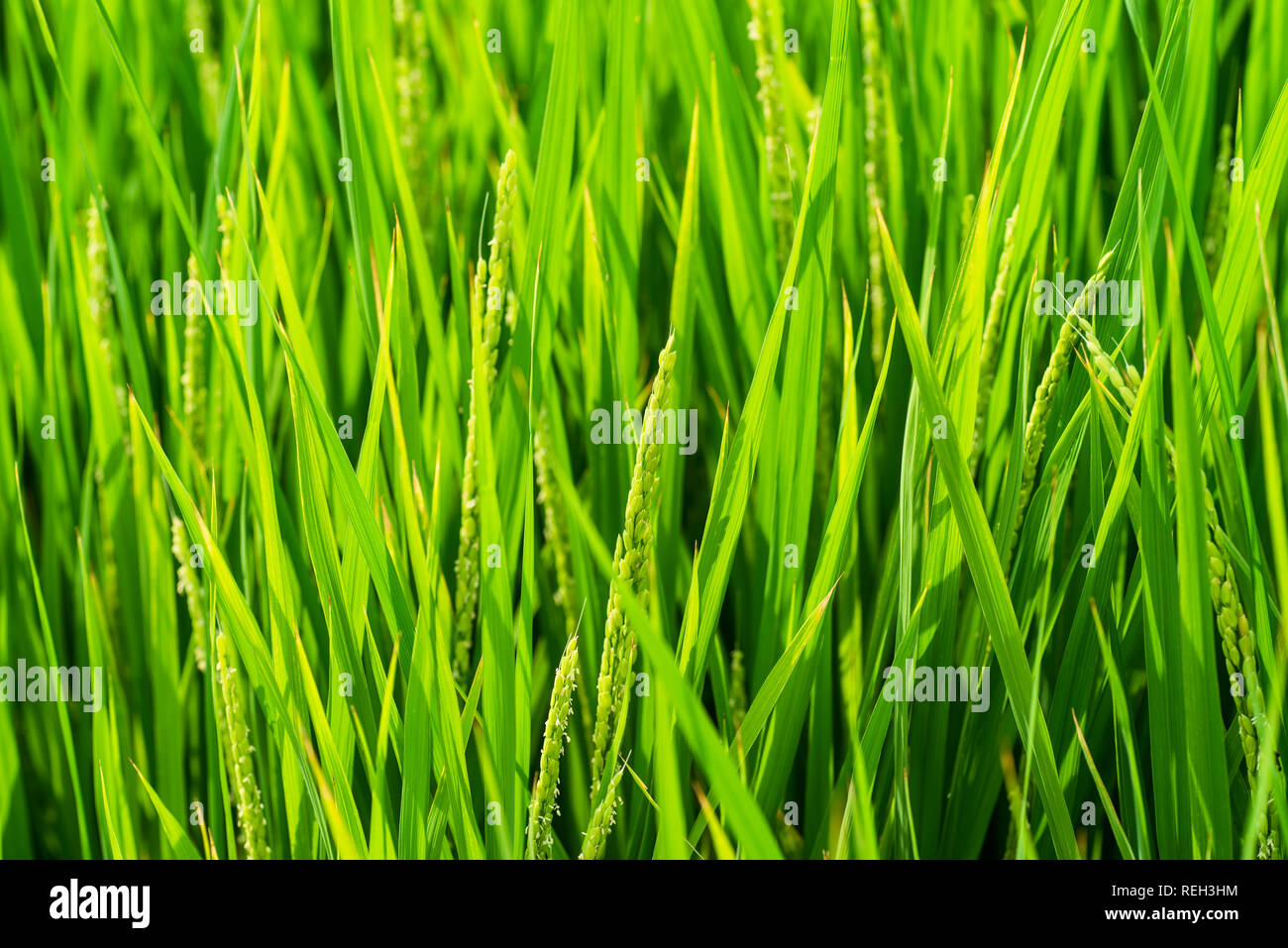 Lush green stalks rice hi-res stock photography and images - Alamy