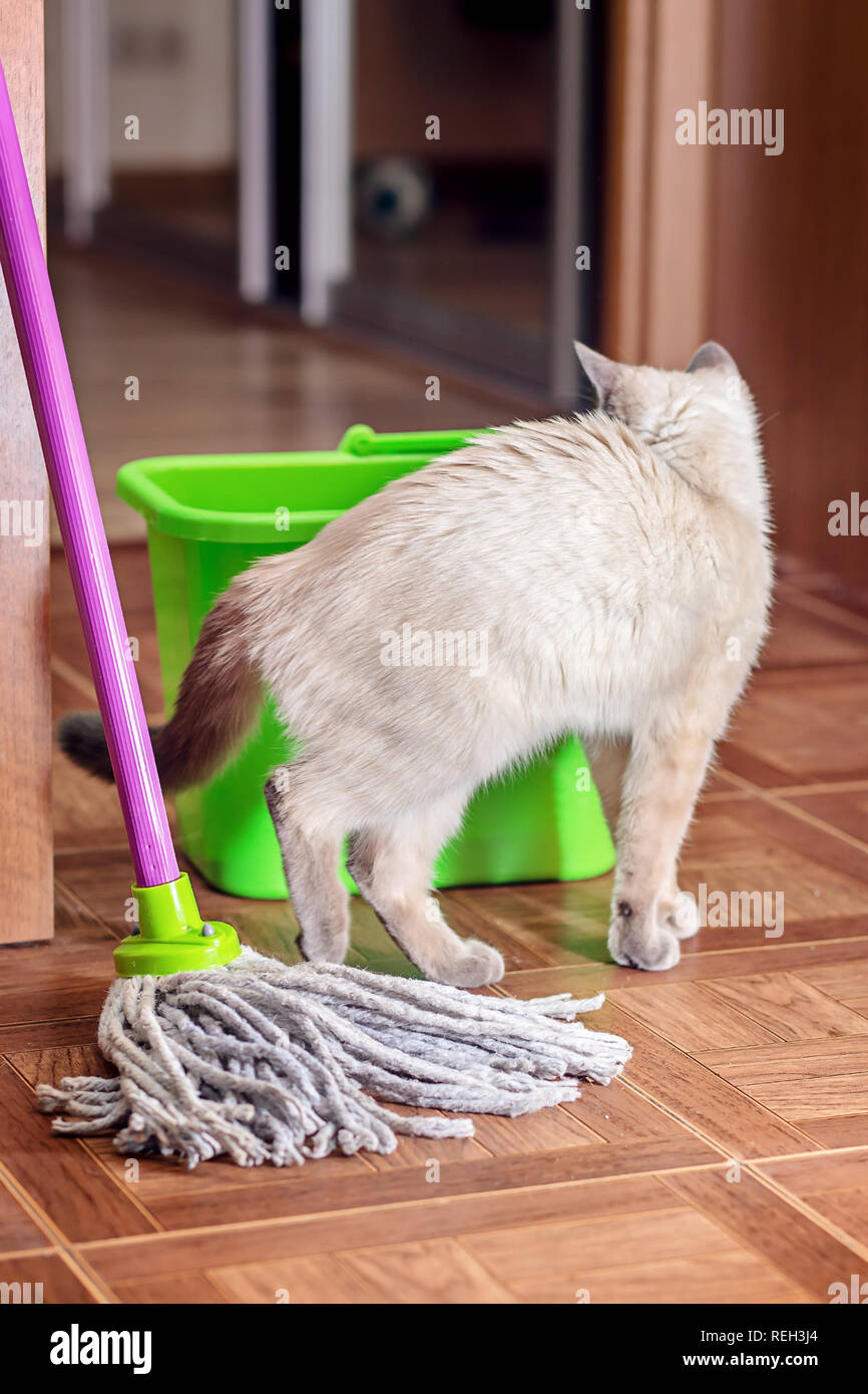 Animal cleaning house hi-res stock photography and images - Alamy