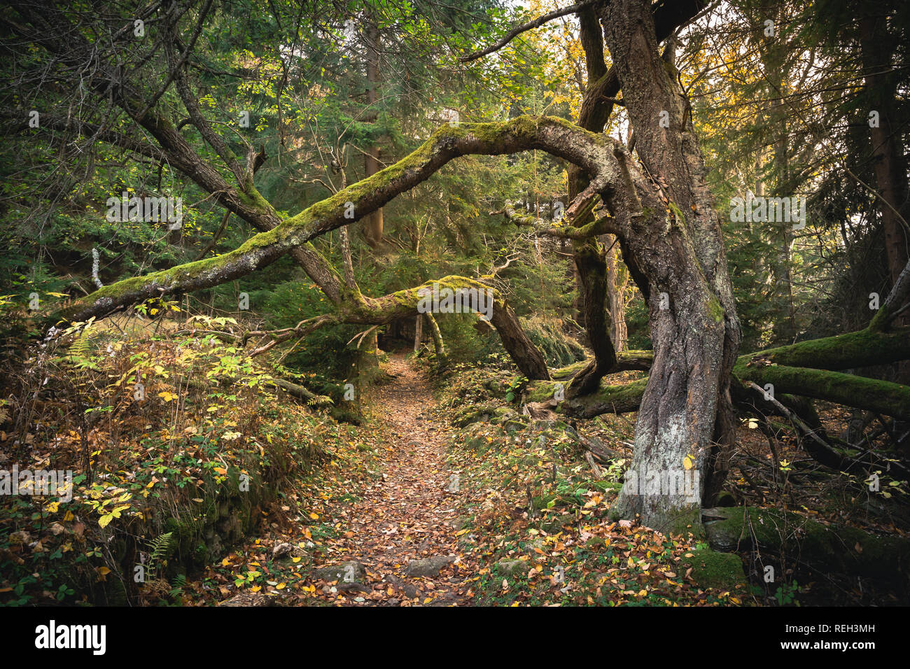 Spooky strange shaped trees in a forest in a misty day Stock Photo - Alamy