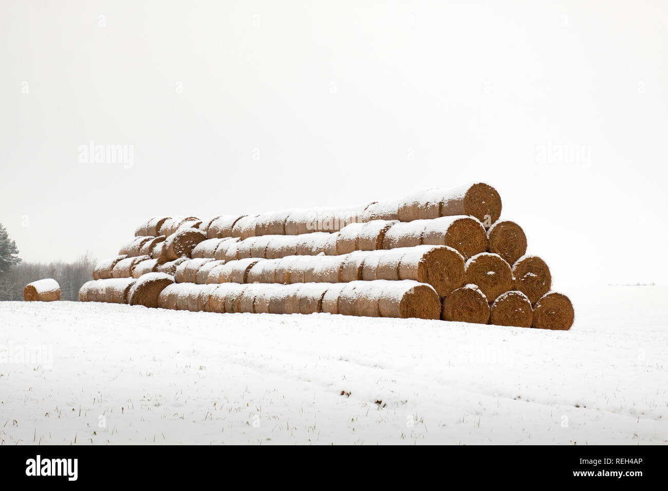 Straw Fodder Bales in Winter: straw that were left after the fall ...