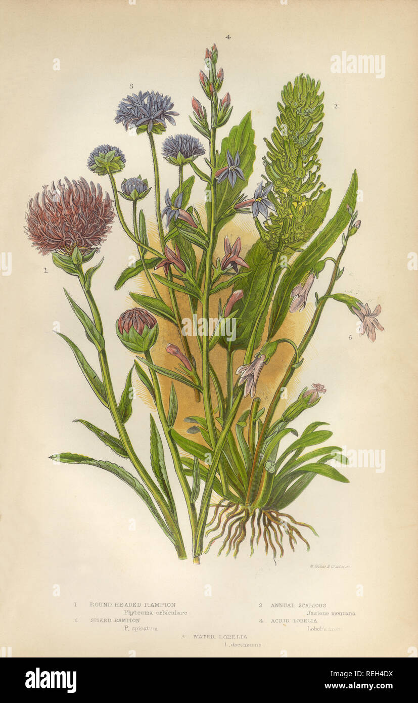 Antique Hand-Colored English Victorian Botanical Illustration, Circa ...