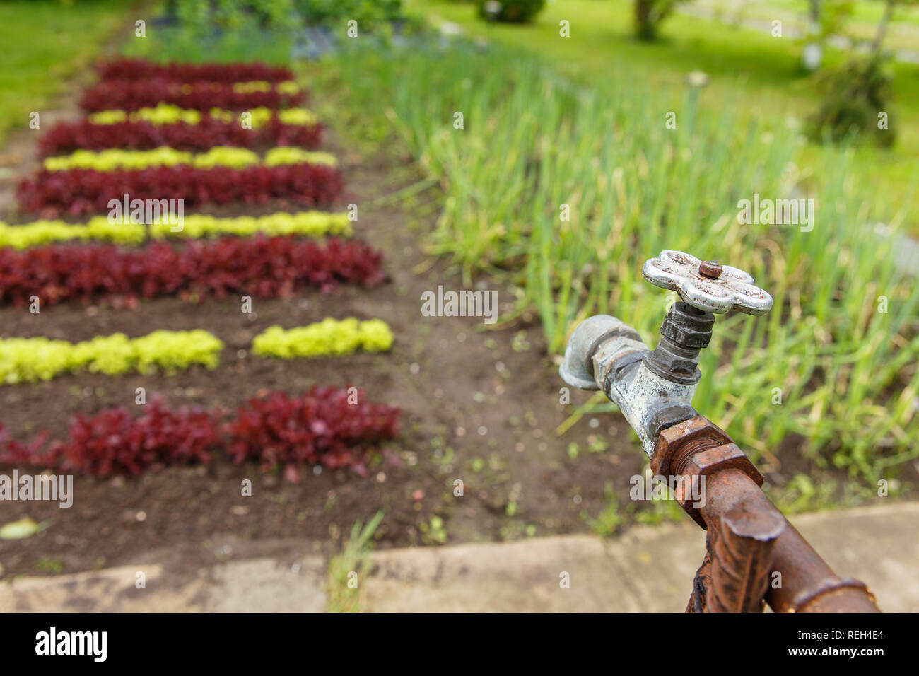 Old rusty water tap for watering flower beds Stock Photo - Alamy