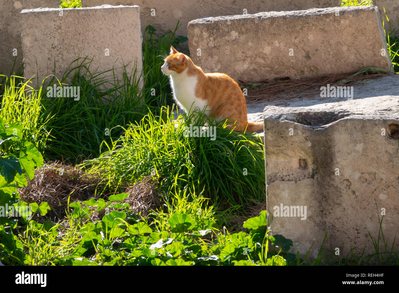 Europe Italy Rome Largo di Torre Argentina Home of the Cat Sanctuary ...