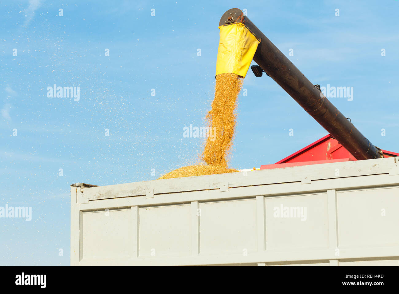 Harvesting is the process of gathering a ripe crop from the fields ...