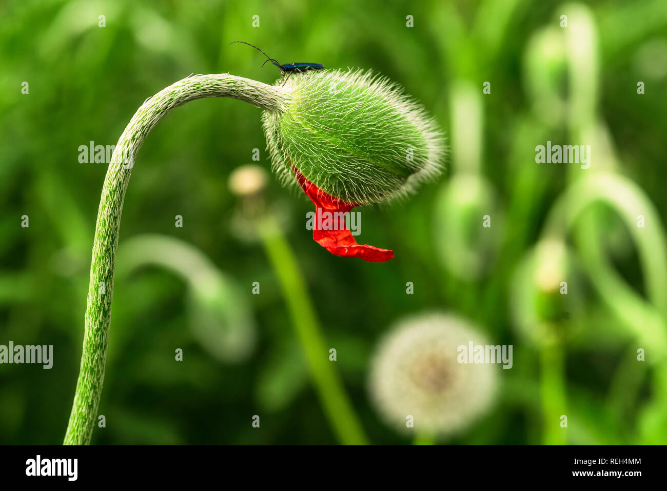 Young spring plant. Sprout of a young poppy in a meadow.Young green ...