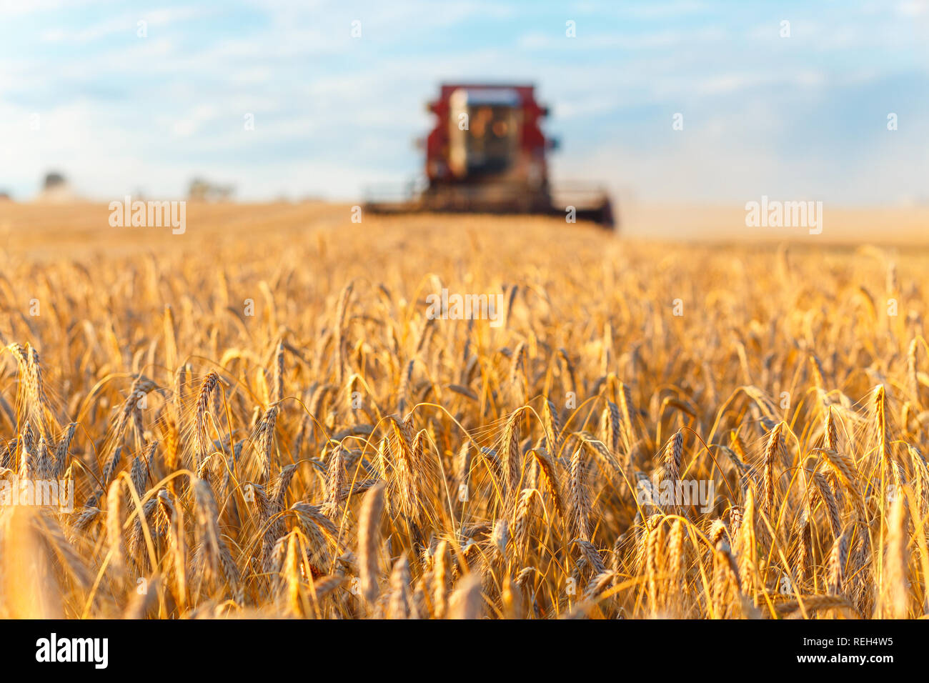 Front view grain harvester working hi-res stock photography and images ...