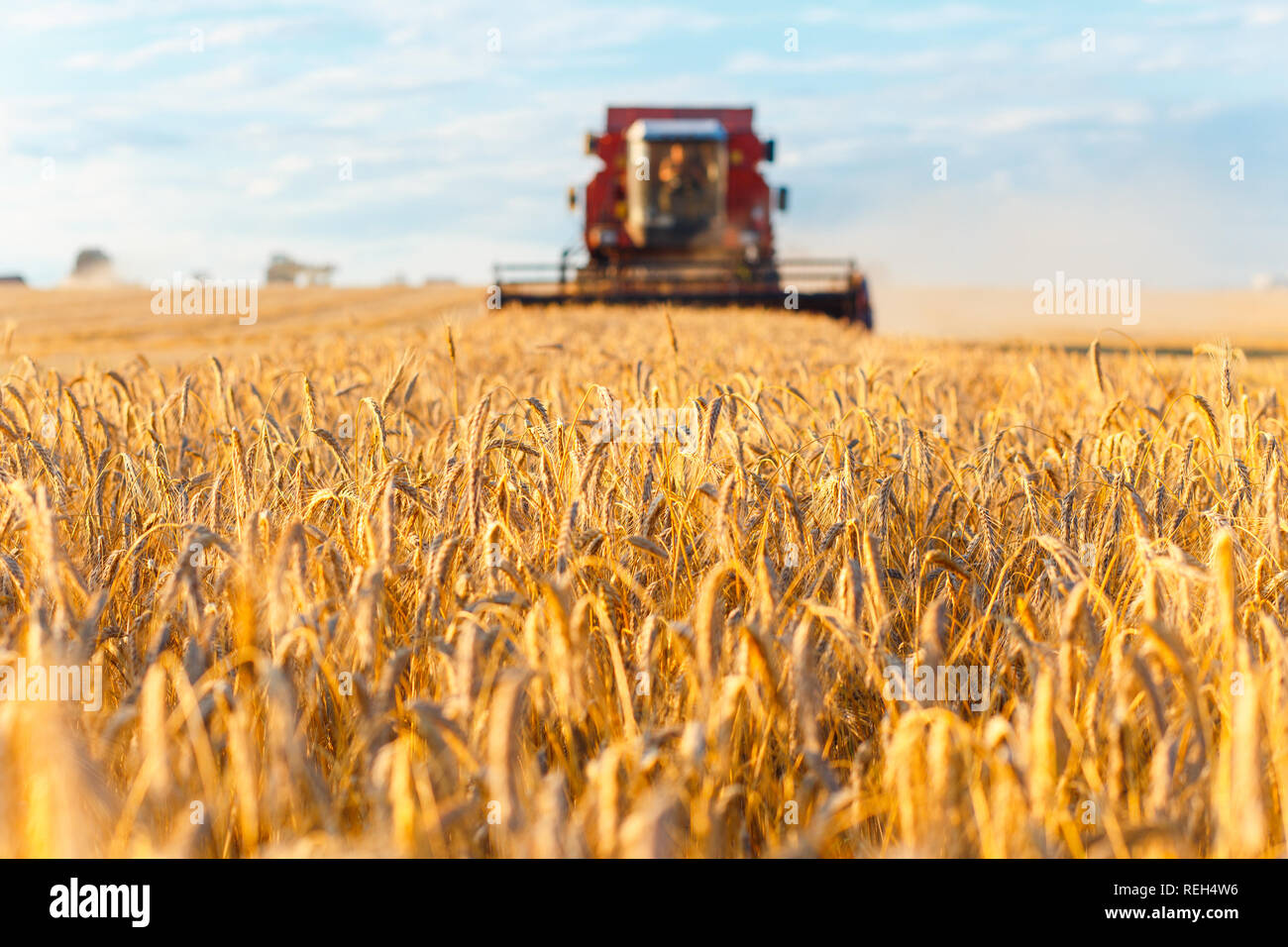 Front view grain harvester working hi-res stock photography and images ...