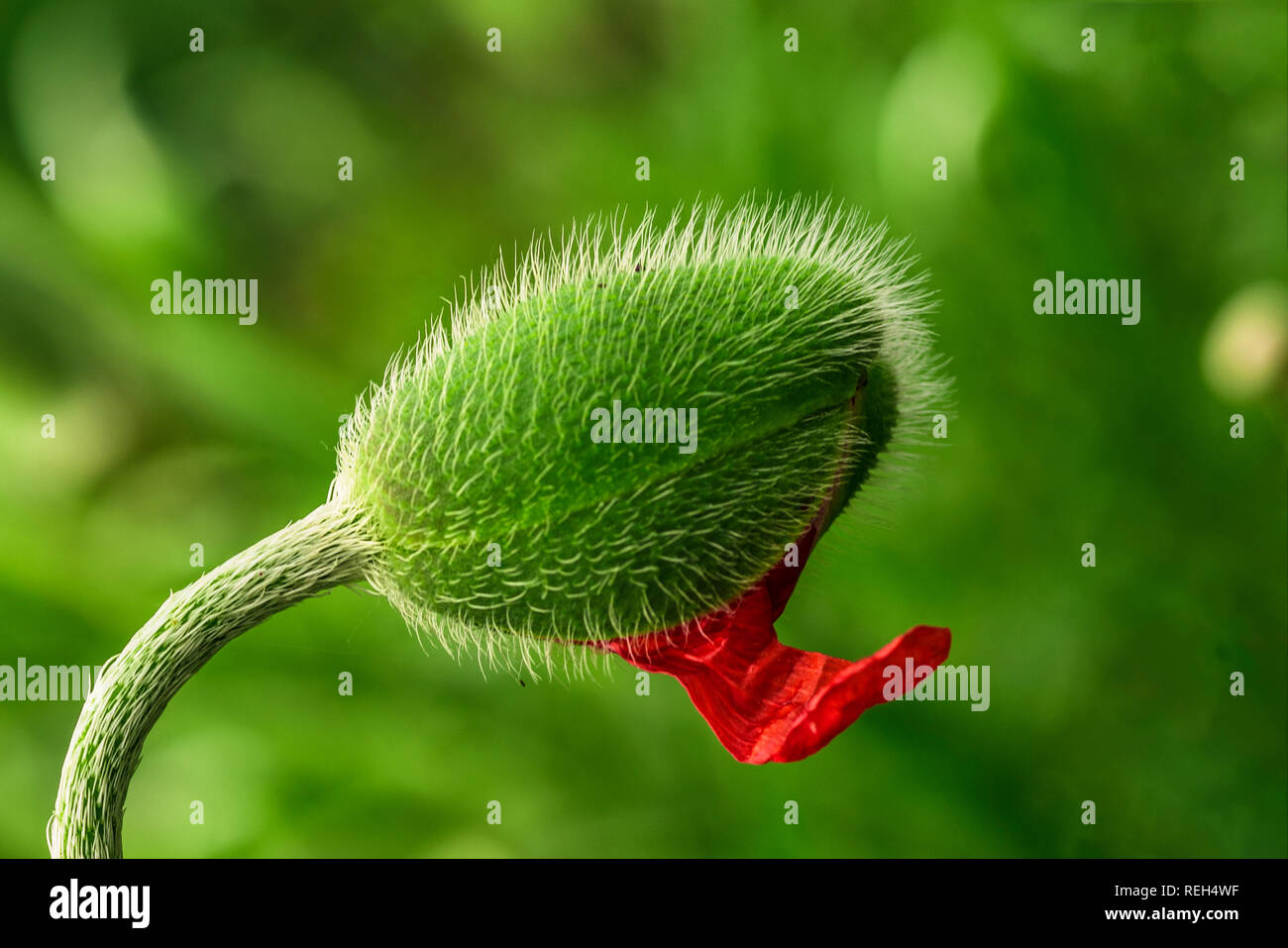 Young spring plant. Sprout of a young poppy in a meadow.Young green ...