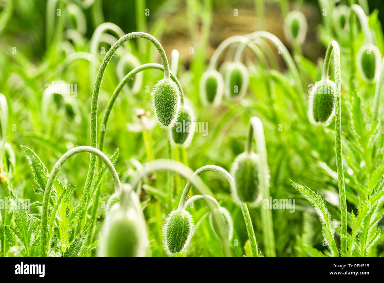 Young spring plant. Sprout of a young poppy in a meadow.Young green ...