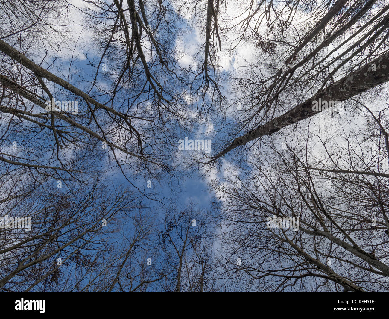 view from below of tree branches, blue sky and clouds Stock Photo - Alamy