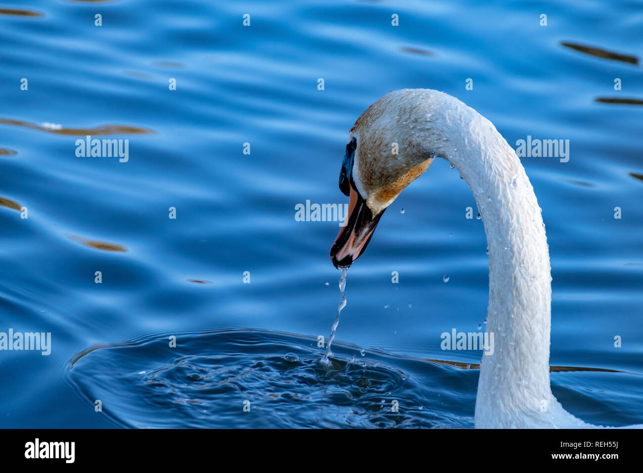 Looking behind the long neck of white mute swan with water dripping ...