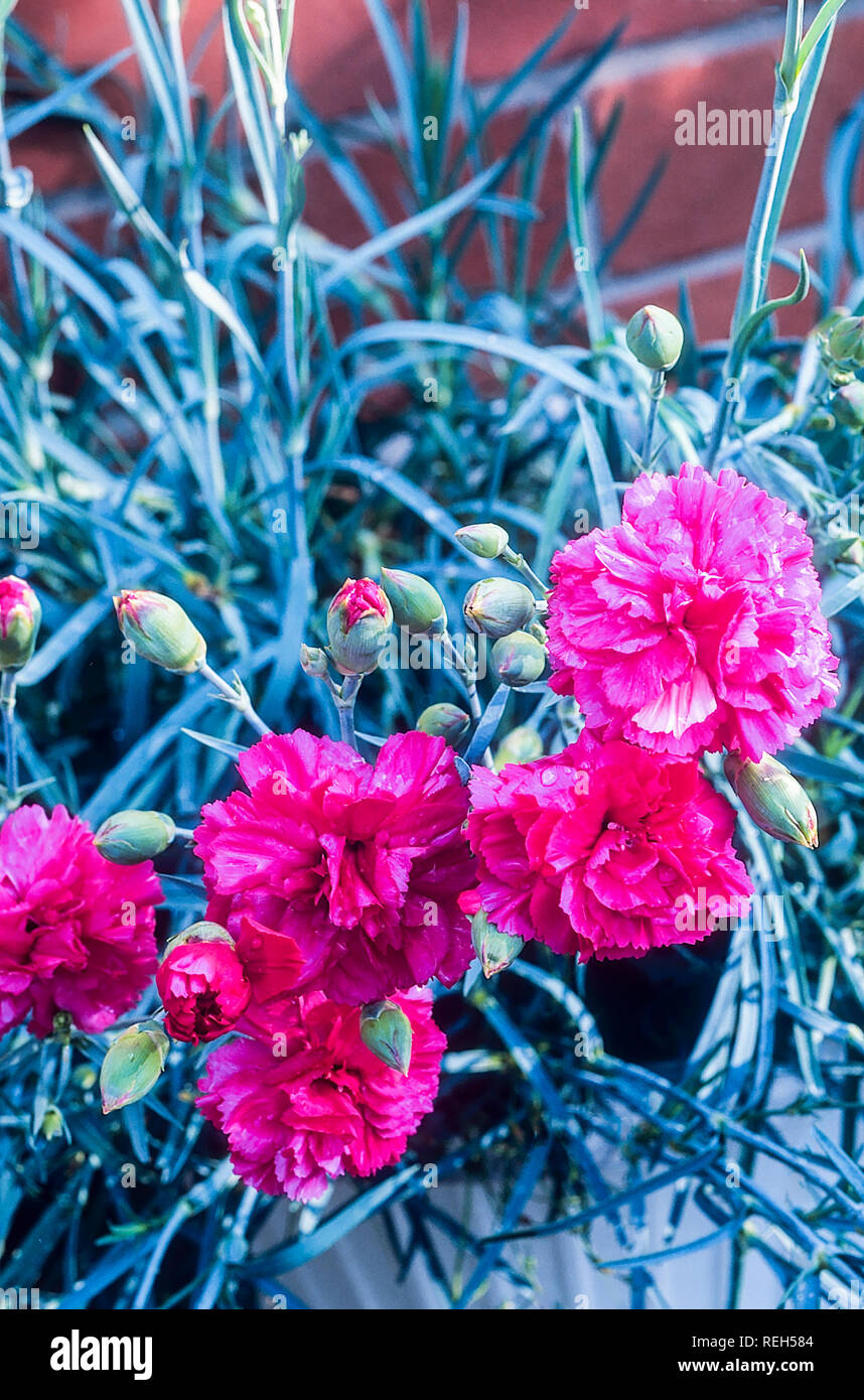 Dianthus 'Rose Joy'. Several flowers in bloom and lots of breaking buds ...