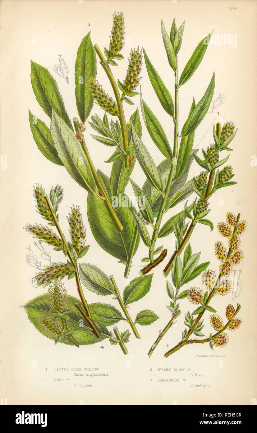 Antique Hand-Colored English Victorian Botanical Illustration, Circa ...