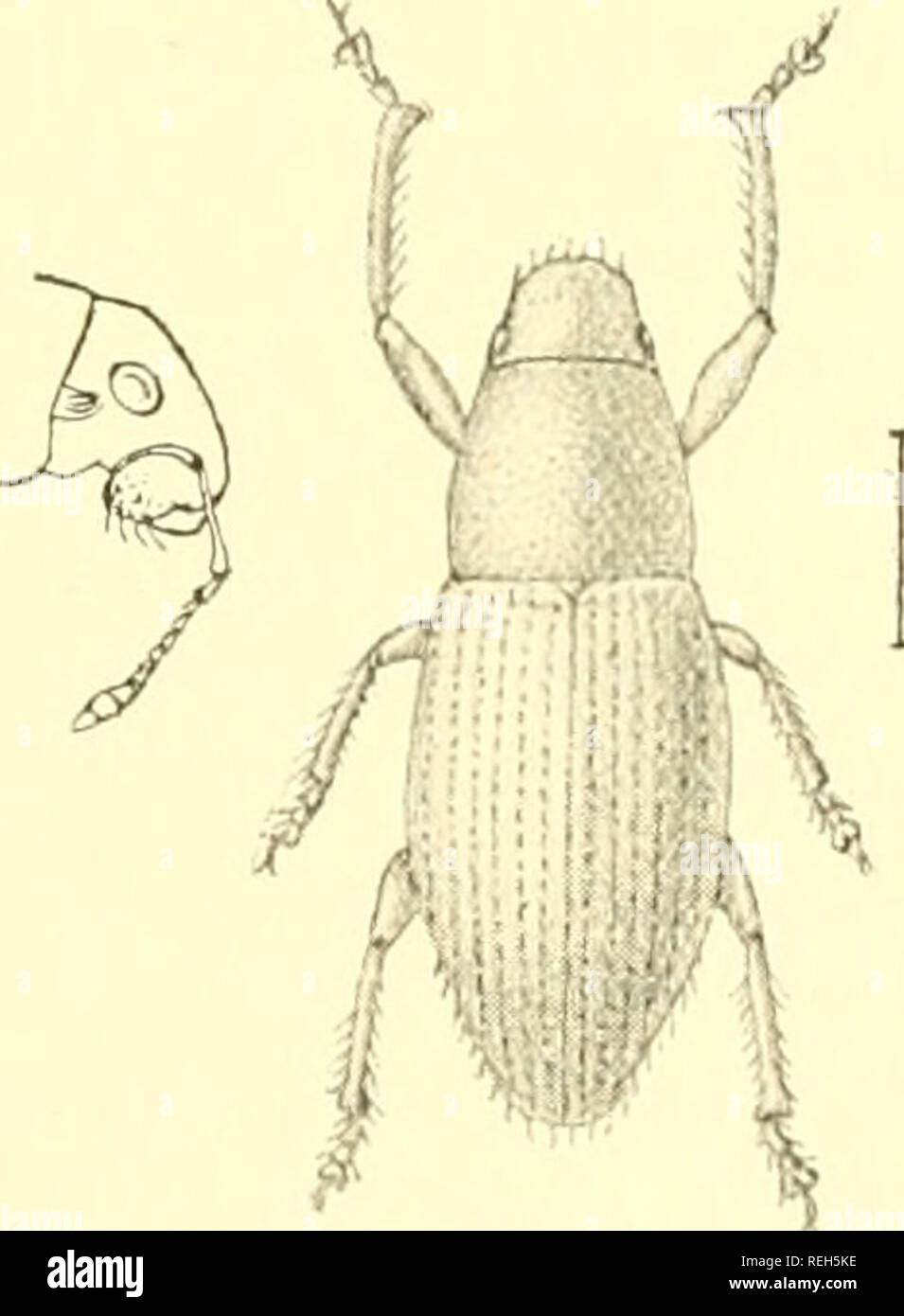 . Coleoptera. Rhynchophora:-Curculionidæ,. Curculionidae. TYLornoLis ...