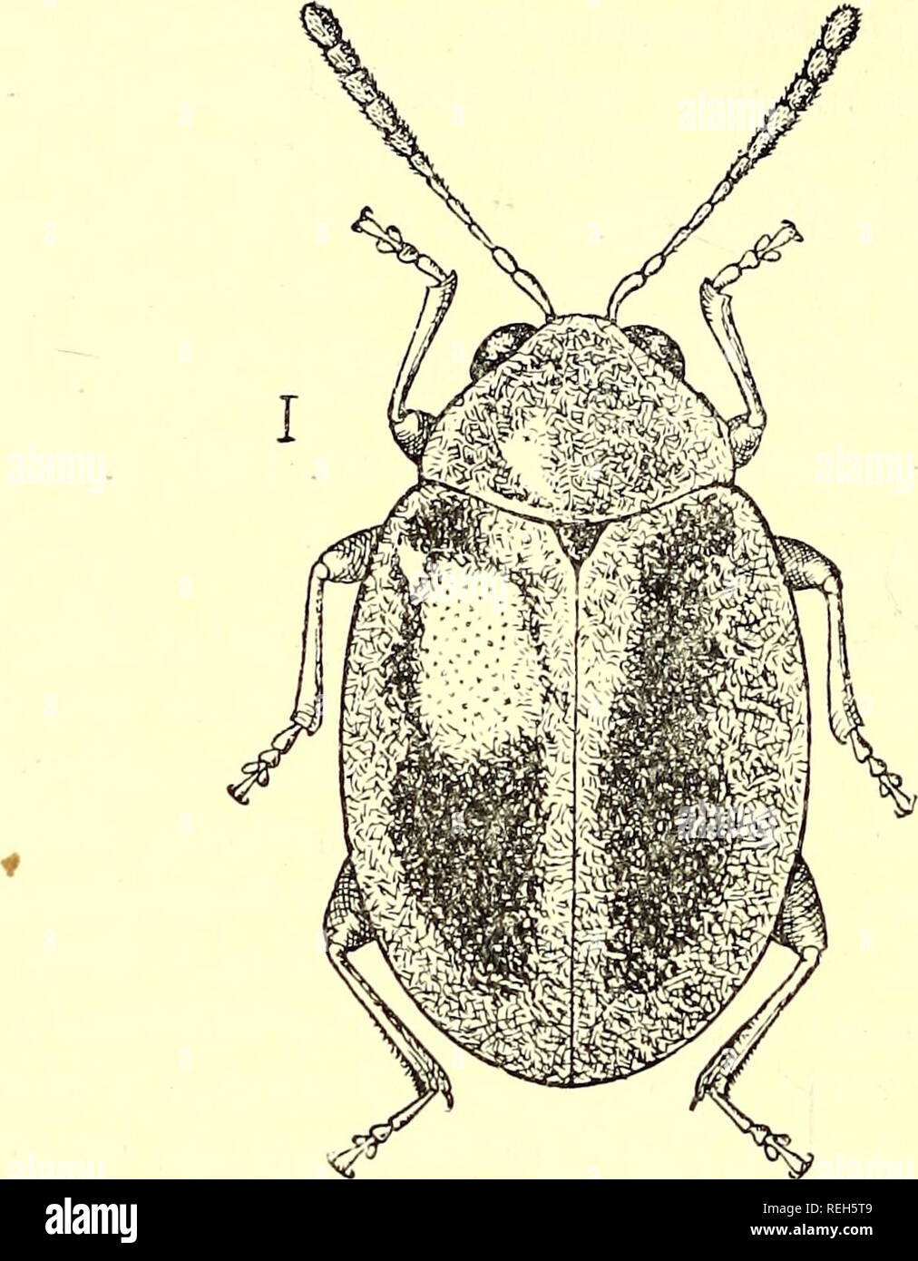 Genotype mm hi-res stock photography and images - Alamy