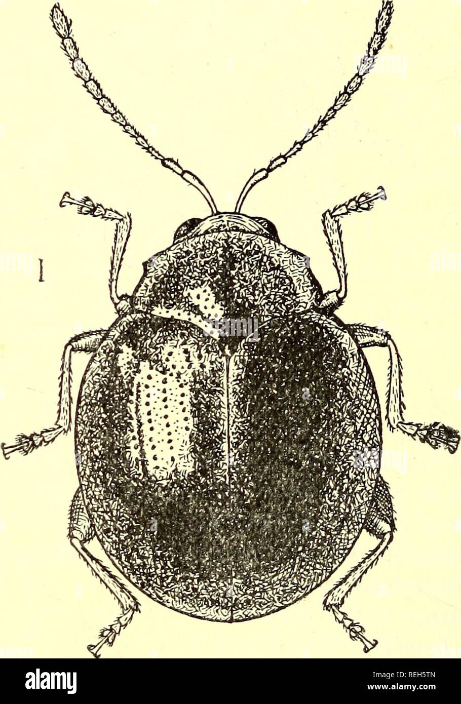 . Coleoptera. Chrysomelidæ. Chrysomelidae; Beetles. 306 HALTICIN E ...