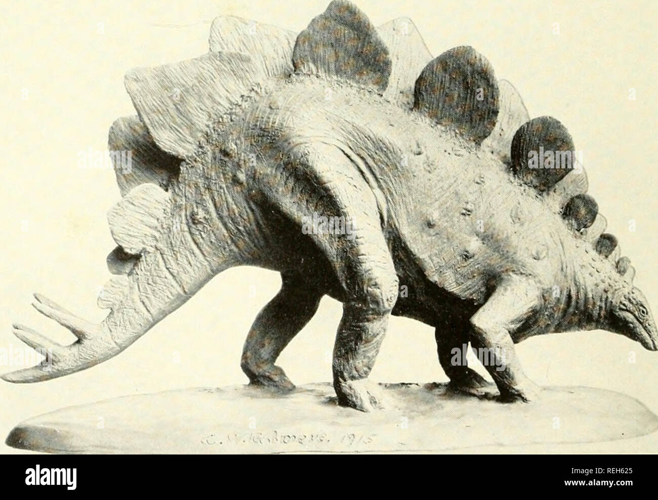 Stegosaurus Skeleton Stock Photos & Stegosaurus Skeleton Stock Images ...