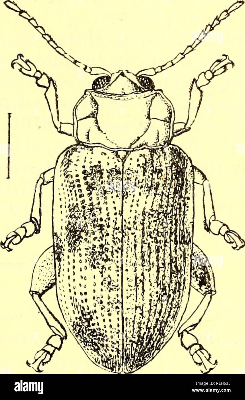 . Coleoptera. Chrysomelidæ. Chrysomelidae; Beetles. OPHRIDA, 231 ...