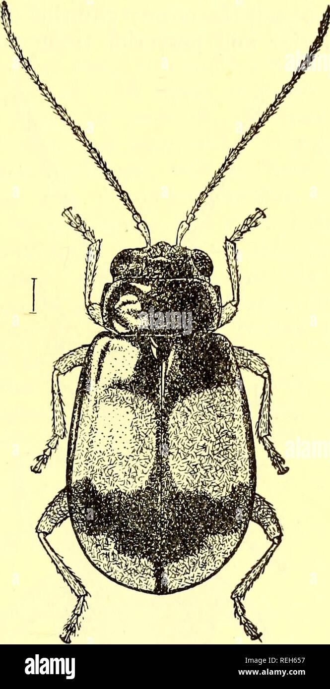 . Coleoptera. Chrysomelidæ. Chrysomelidae; Beetles. OLEONIOA. 193 ...