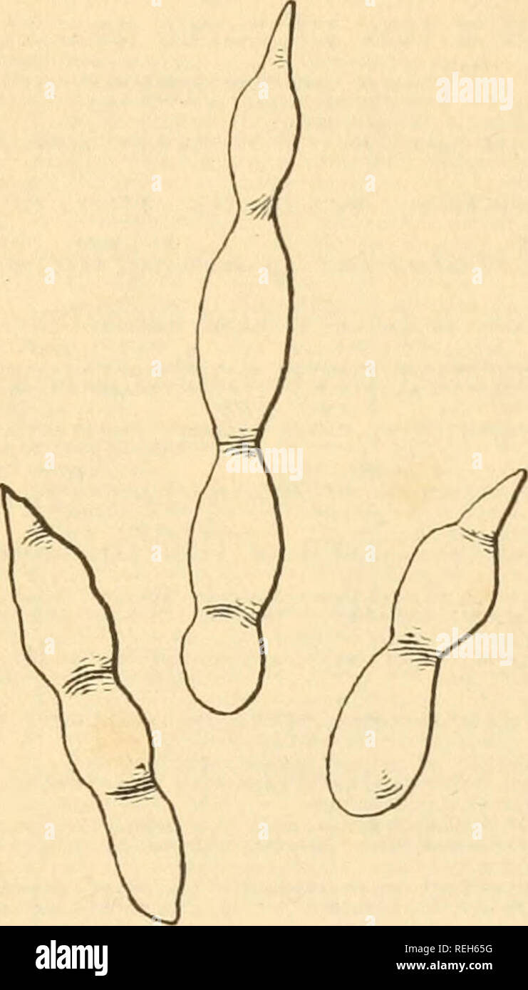 Dinosaurs balance hi-res stock photography and images - Alamy