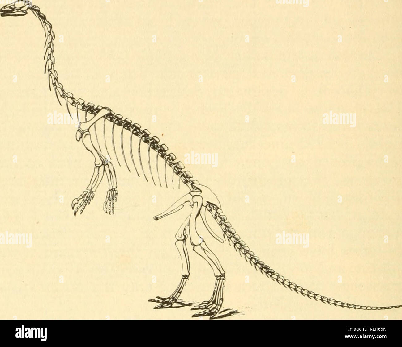 List of dinosaurs hi-res stock photography and images - Alamy