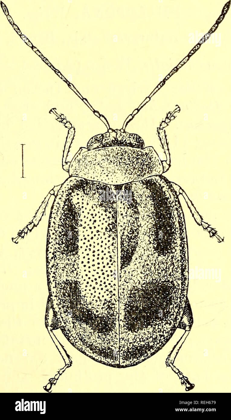 Rounded elytra hi-res stock photography and images - Alamy