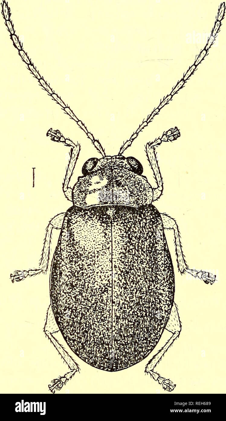 . Coleoptera. Chrysomelidæ. Chrysomelidae; Beetles. 136 HALTICINiE. 81 ...