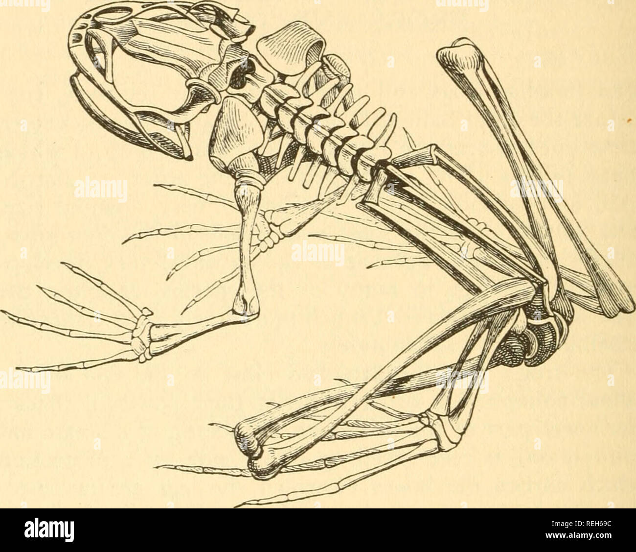 . Cold-blooded vertebrates: part I. Fishes. Fishes; Amphibians ...