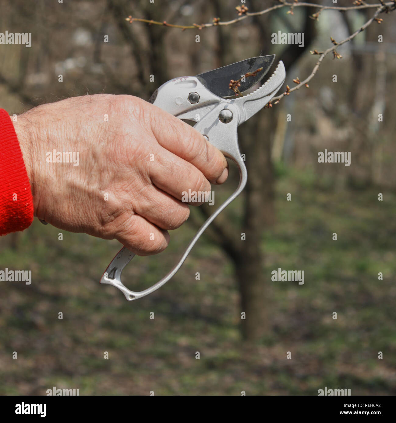 Senior man pruning tree in a garden using garden scissors Stock Photo ...
