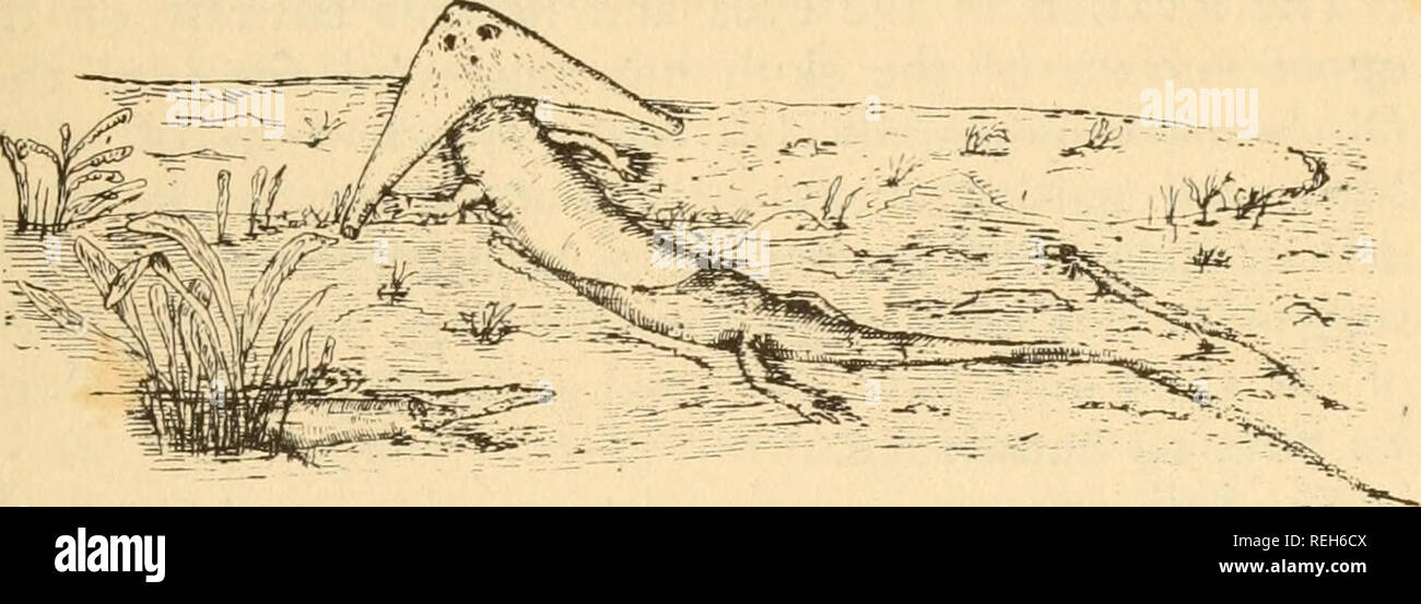 . Cold-blooded vertebrates: part I. Fishes. Fishes; Amphibians ...