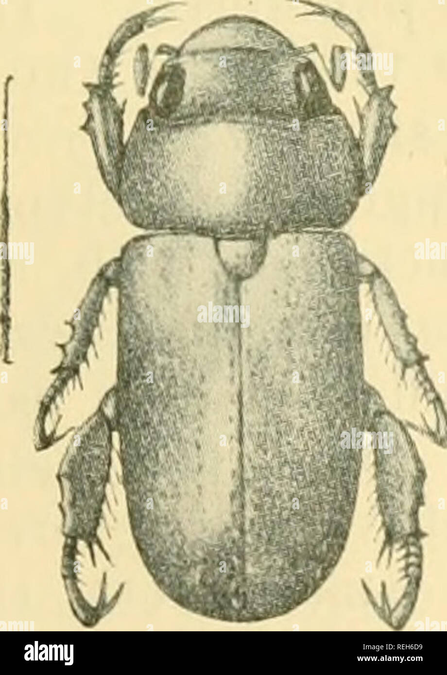 Adoretus hi-res stock photography and images - Alamy