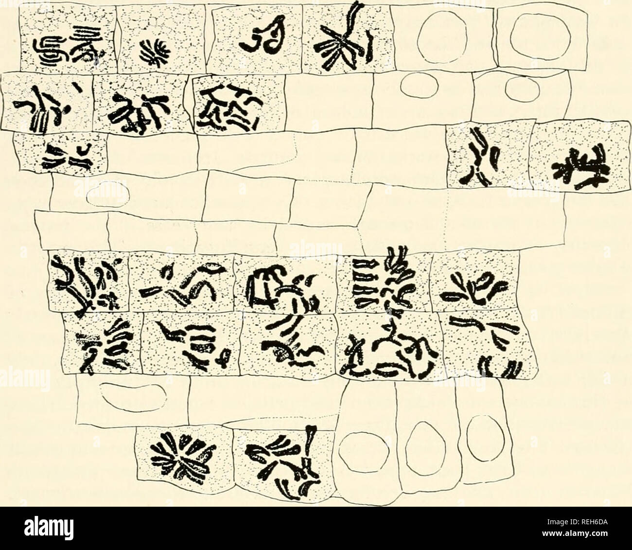 Root cells mitotic hi-res stock photography and images - Alamy