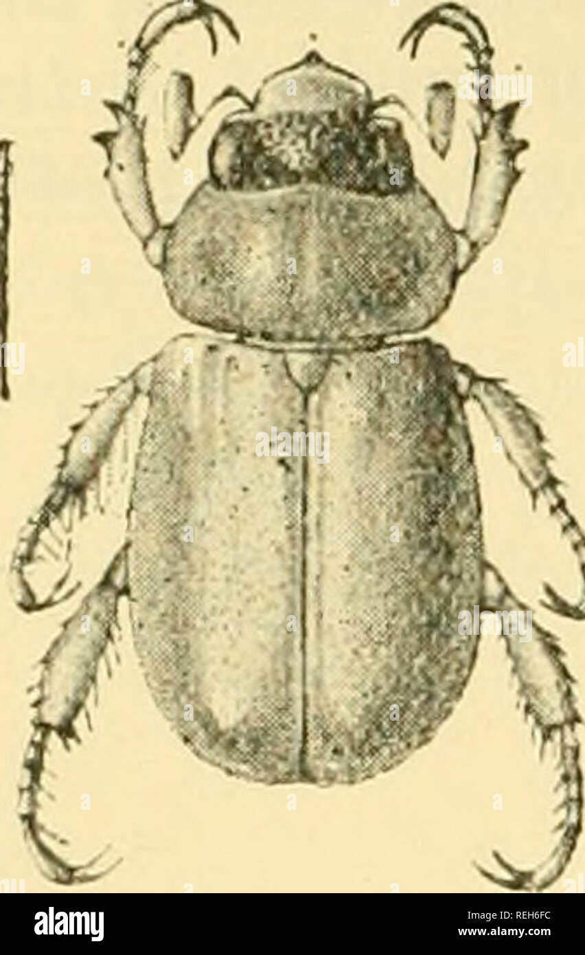 . Coleoptera: Lamellicornia. Scarabaeidae. 282 EUTELINyE. $ . Unknown ...