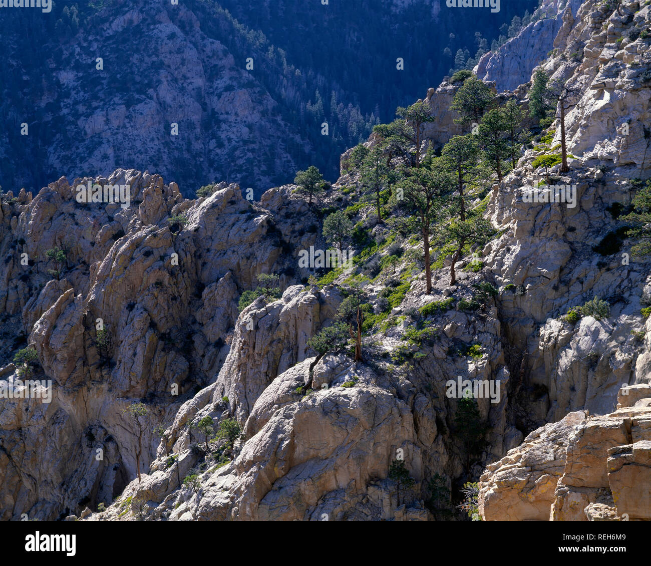 USA, Utah, Dixie National Forest, Scattered pines grow on sandstone ...