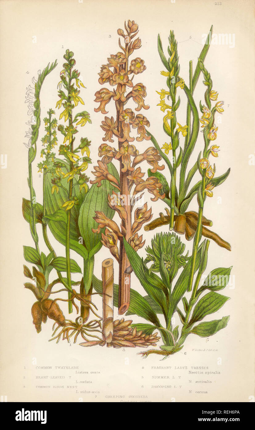 Antique Hand-Colored English Victorian Botanical Illustration, Circa ...