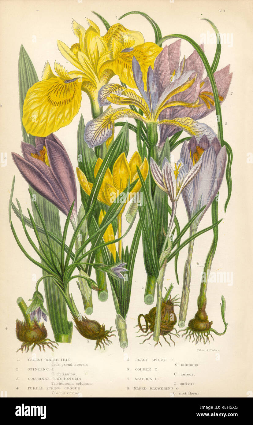 Antique Hand-Colored English Victorian Botanical Illustration, Circa ...