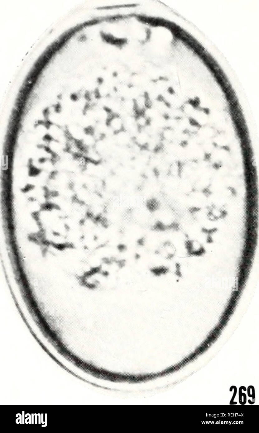 Sporozoa hi-res stock photography and images - Alamy