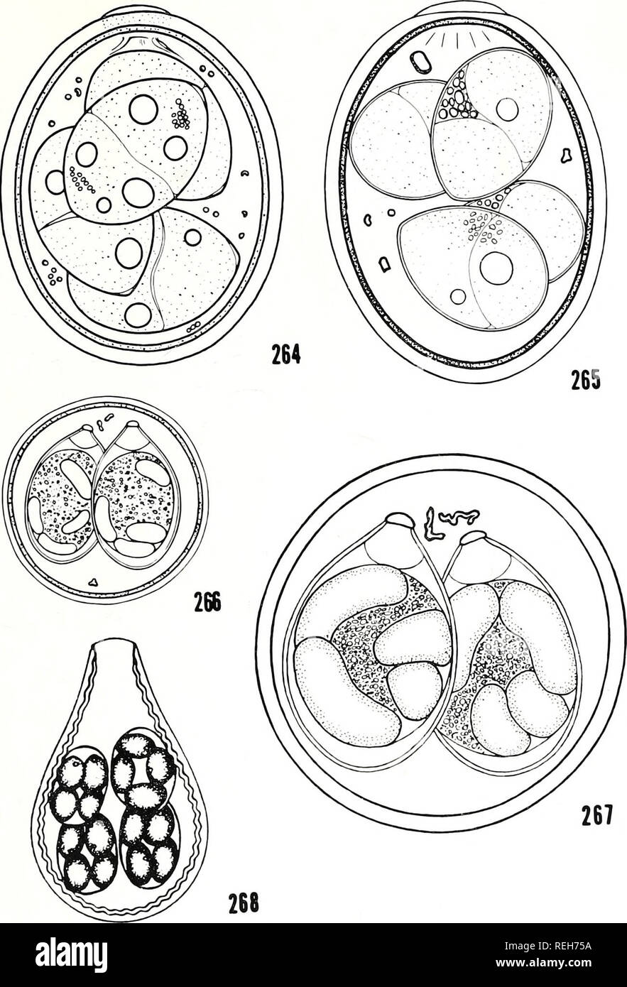 Isospora sp hi-res stock photography and images - Alamy