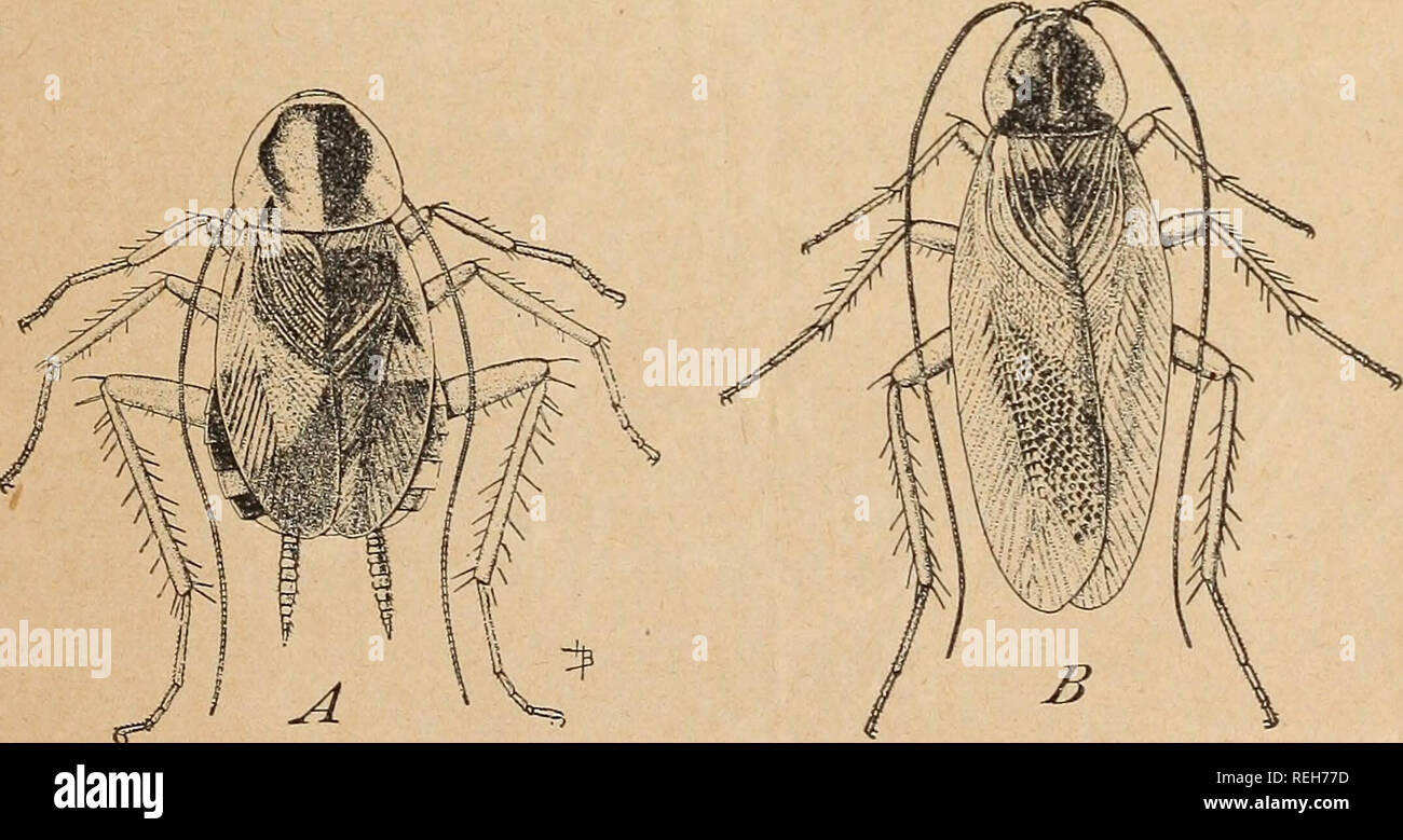 . Cockroaches and their control. Cockroaches. Figure 4.—The German ...