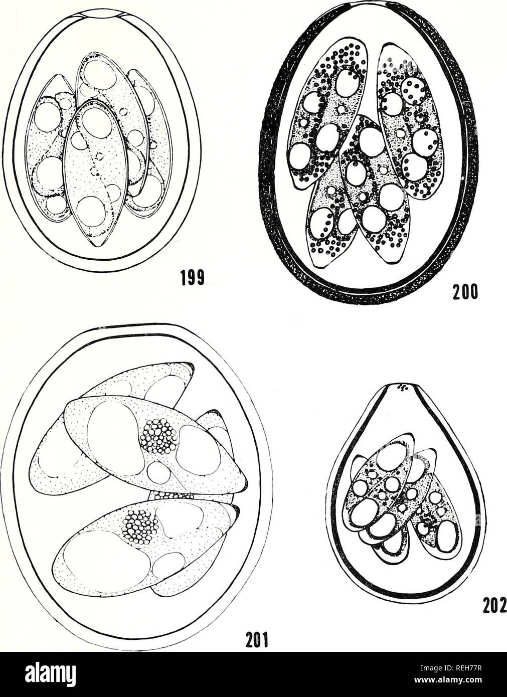 . The coccidian parasites (Protozoa, Sporozoa) of ruminants. Coccidia ...