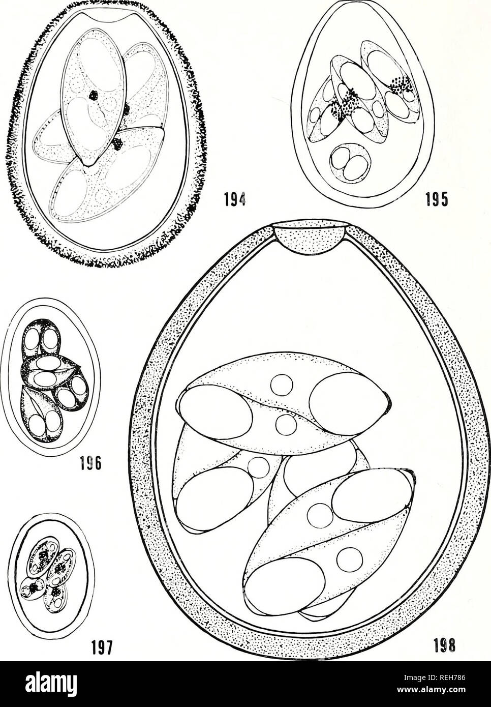 . The coccidian parasites (Protozoa, Sporozoa) of ruminants. Coccidia ...