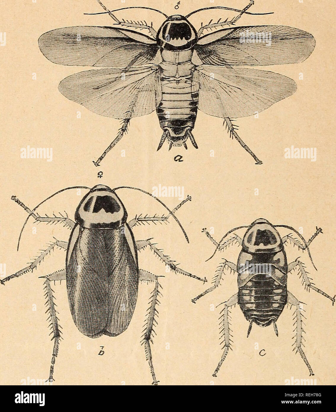 . Cockroaches and their control. Cockroaches. 2 LEAFLET 144, U. S ...