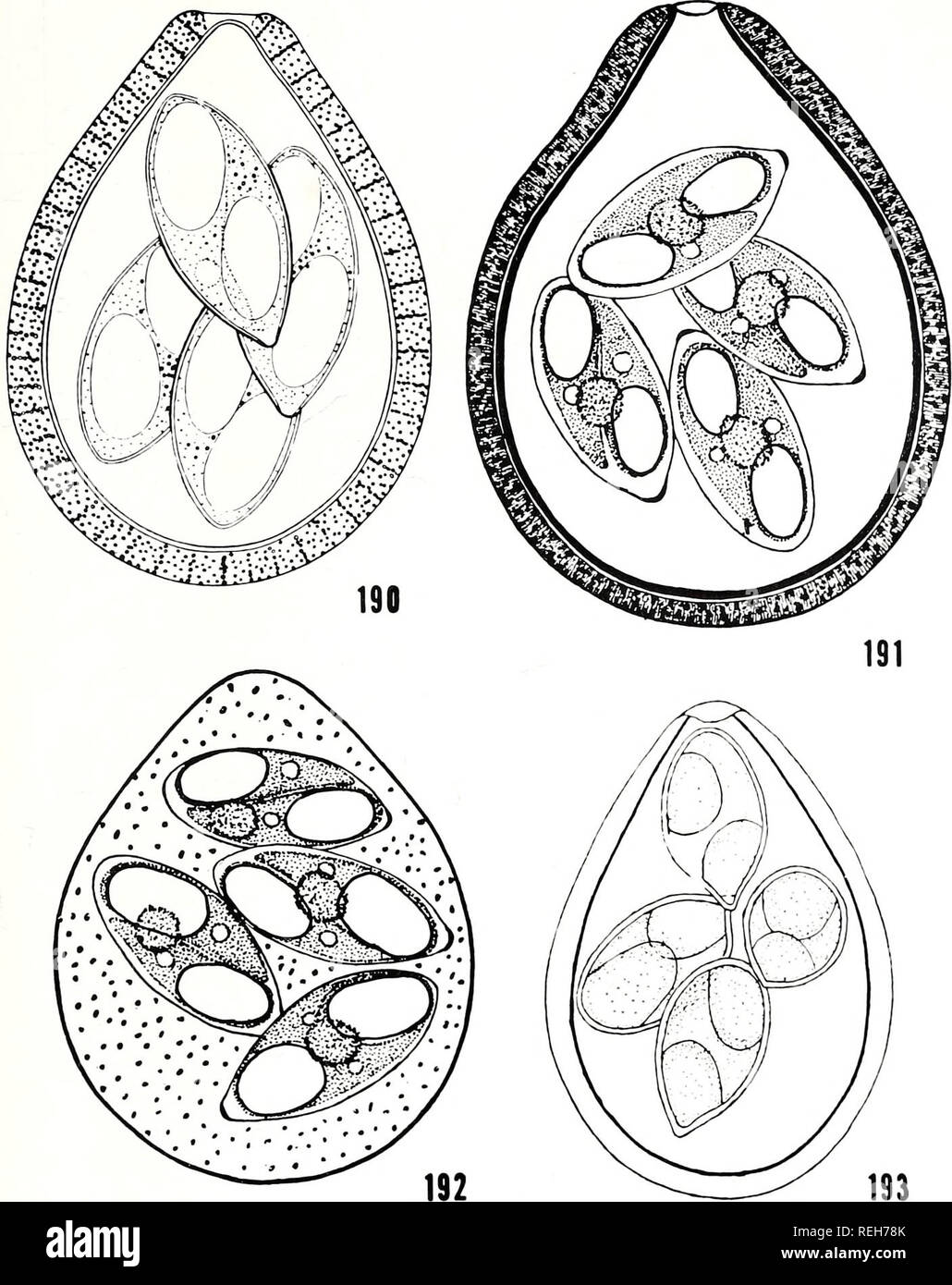 . The coccidian parasites (Protozoa, Sporozoa) of ruminants. Coccidia ...