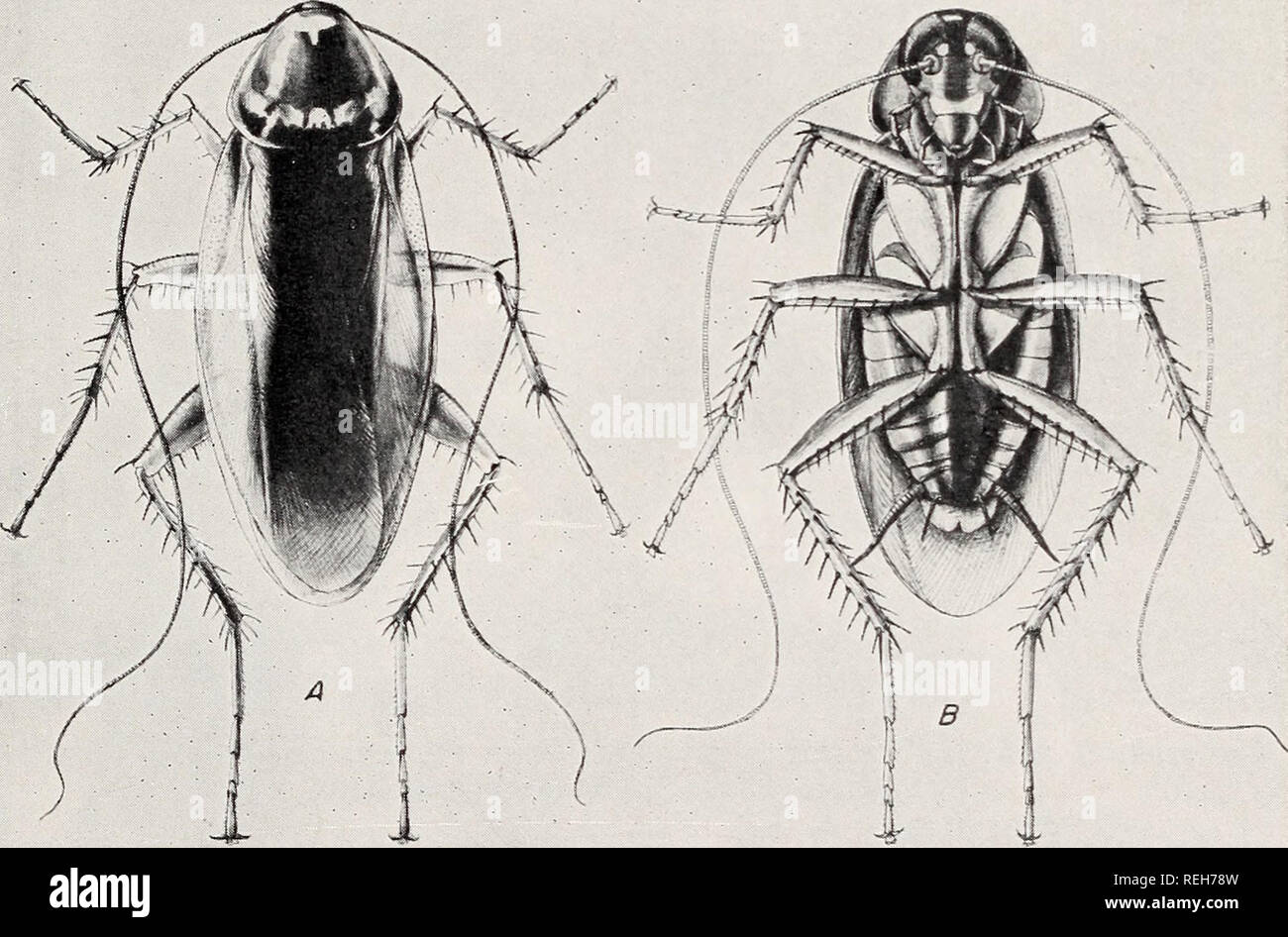 . Cockroaches and their control. Cockroaches; Insects; Household pests ...