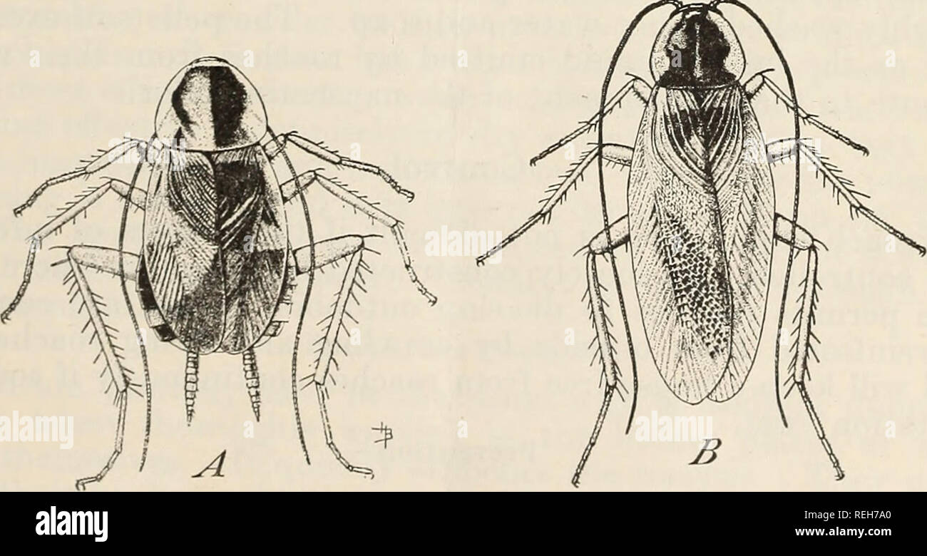 German cockroach egg hi-res stock photography and images - Alamy