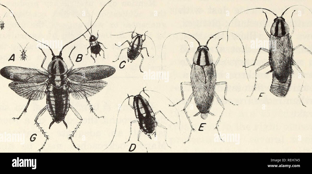 German cockroach egg case hi-res stock photography and images - Alamy