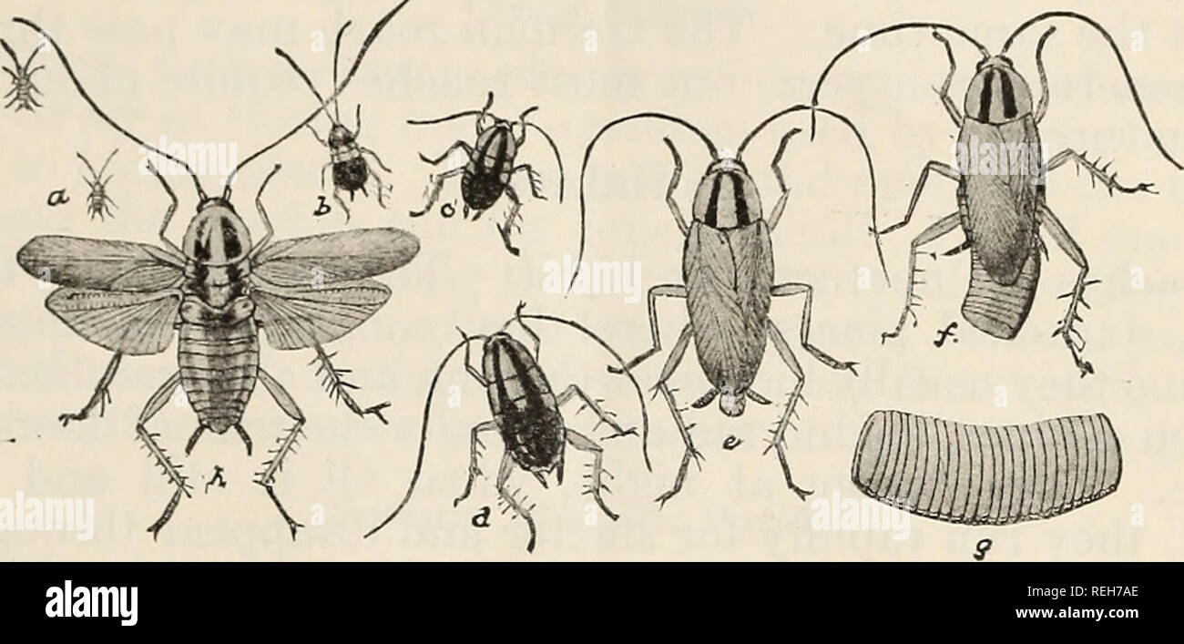 . Cockroaches and their control. Cockroaches. COCKROACHES AND THEIR ...