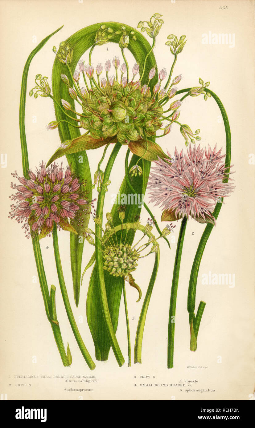 Antique Hand-Colored English Victorian Botanical Illustration, Circa ...