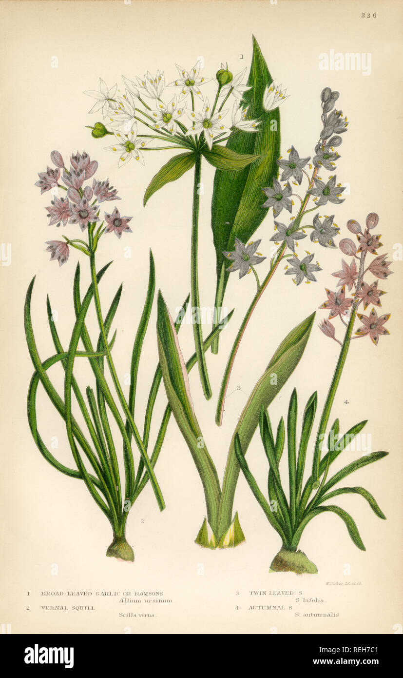 Antique Hand-Colored English Victorian Botanical Illustration, Circa ...