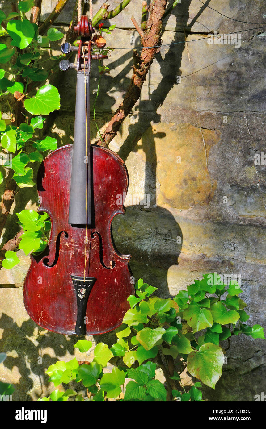 Old violin hanging from a tree branch Stock Photo - Alamy